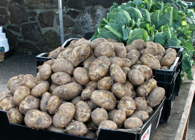 First Comber Early Potatoes go on sale | Food NI - Our Food So Good!