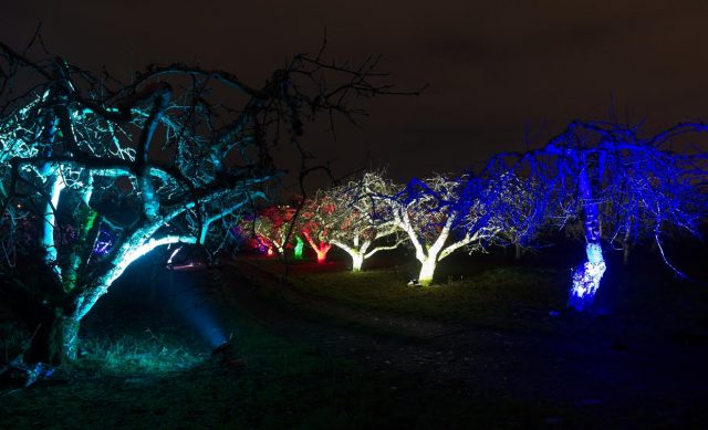 First ever light and sound show in Armagh Orchard | Food NI - Our Food ...