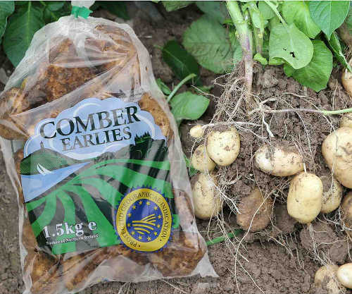 Potato and Bacon Gratin | Food NI - Our Food So Good!