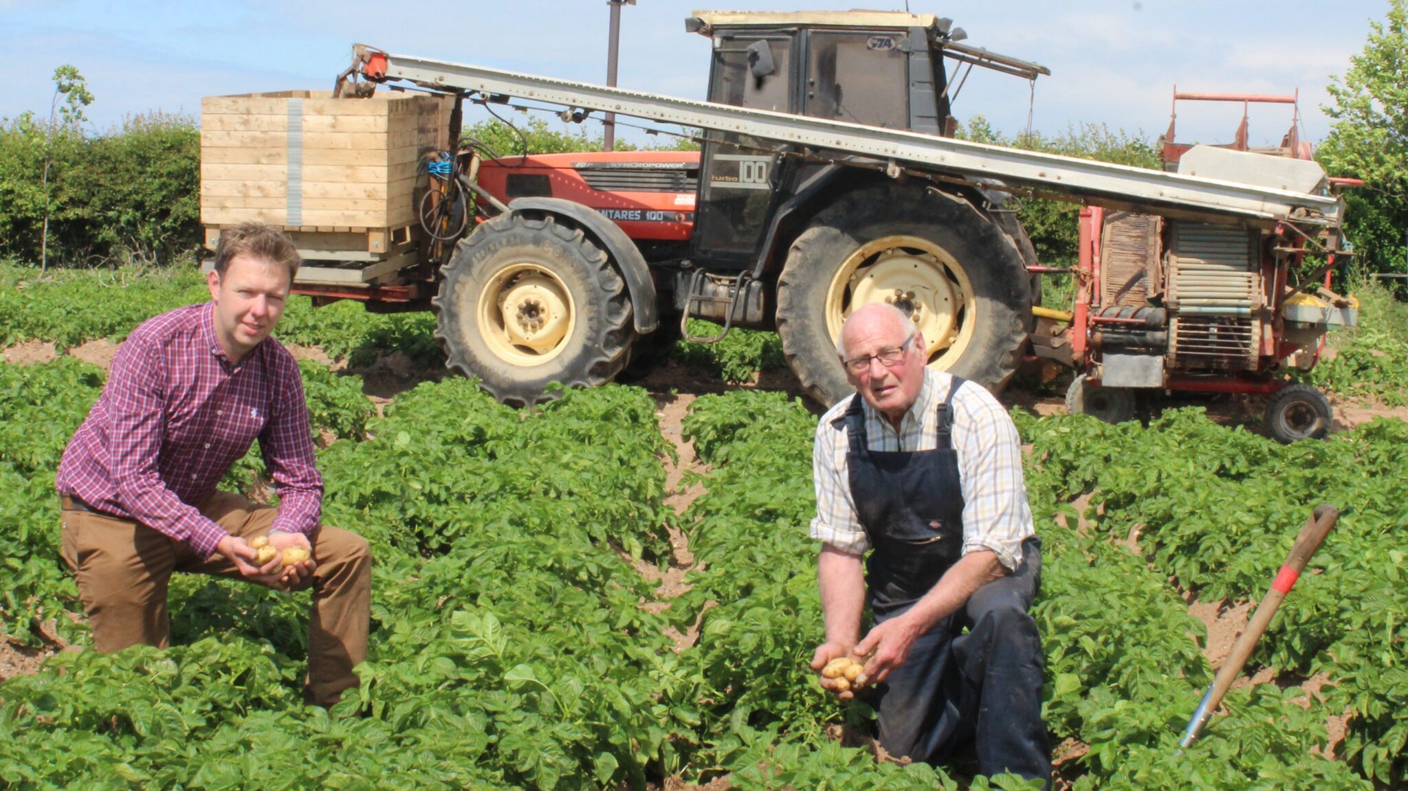 New Season Comber Early Potatoes Now In Northern Ireland Stores | Food ...